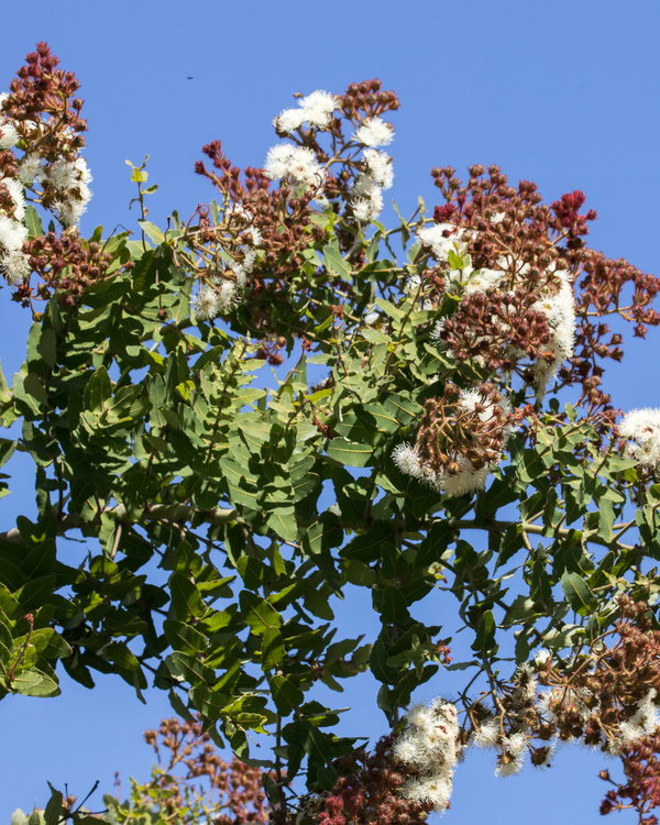 Angophora hispida - Dwarf Apple Gum - Evergreen Trees Direct ...
