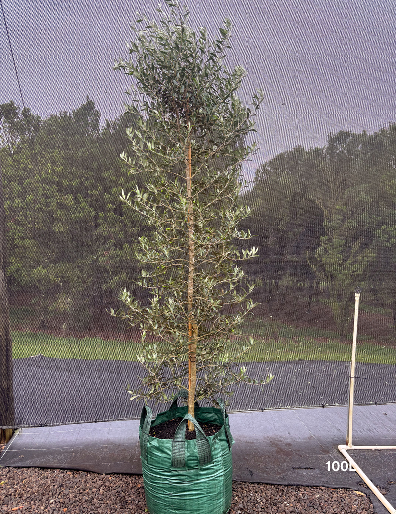 The Best Olive Trees for Your Garden: A Beginner's Guide