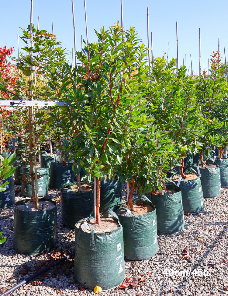 Arbutus canariensis