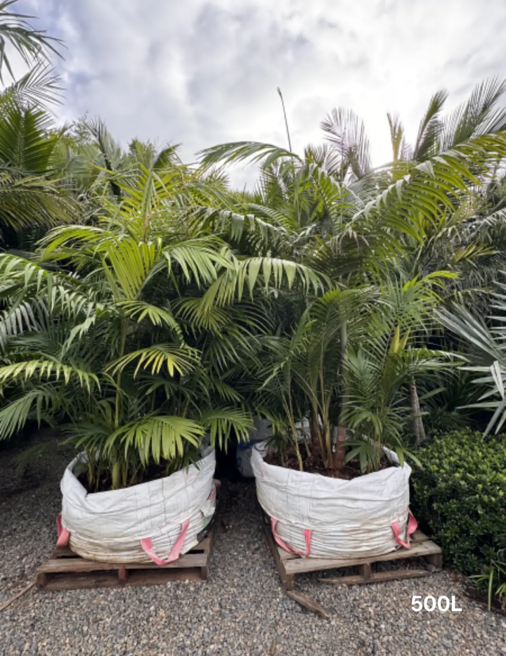 Super Advanced Trees - Evergreen Trees Direct