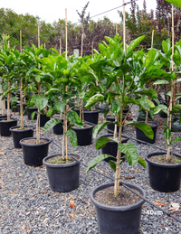 Randia fitzalanii – Native Gardenia | Fragrant Evergreen - Evergreen ...
