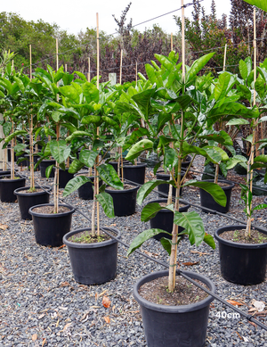Randia fitzalanii – Native Gardenia | Fragrant Evergreen