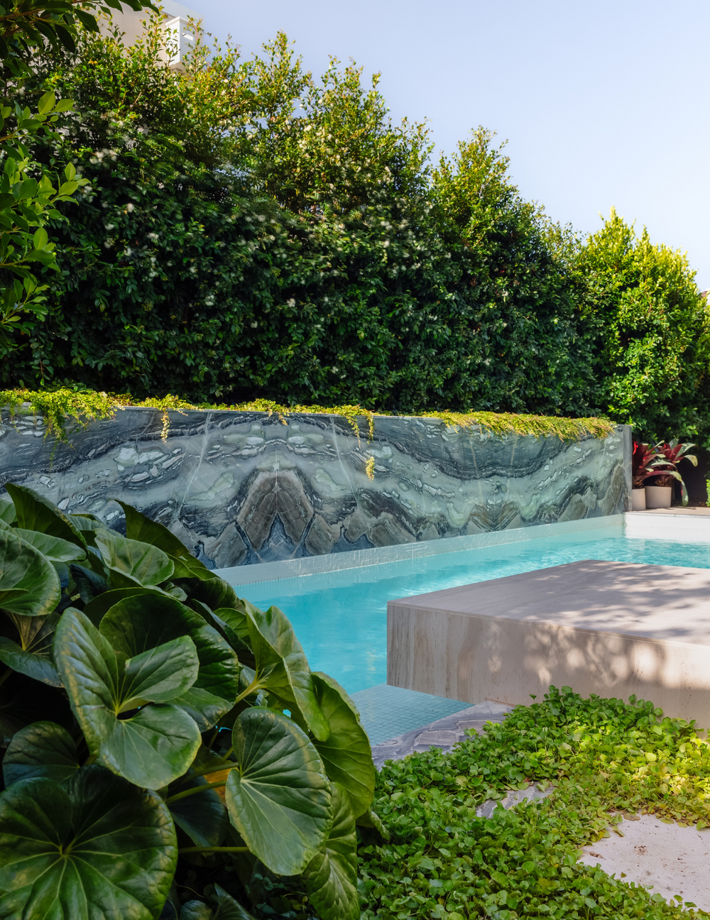 Buy Evergreen Trees Online | Premium Landscaping Trees for Sale ...