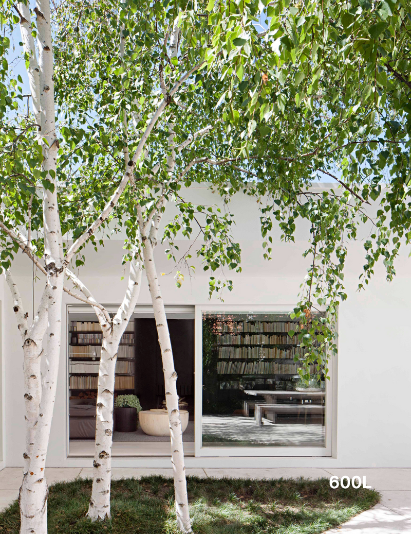 Evergreen Trees Direct - Buy Advanced and Established Trees
