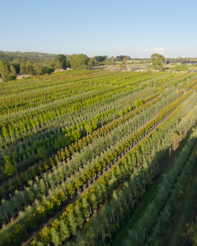 Cupressus sempervirens 'Glauca' - Pencil Pine | Evergreen Trees Direct