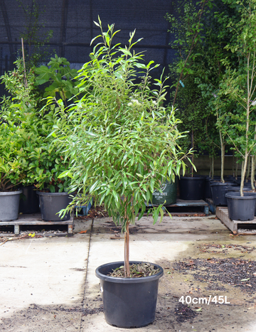 Australian Native Trees for Sale - Evergreen Trees Direct
