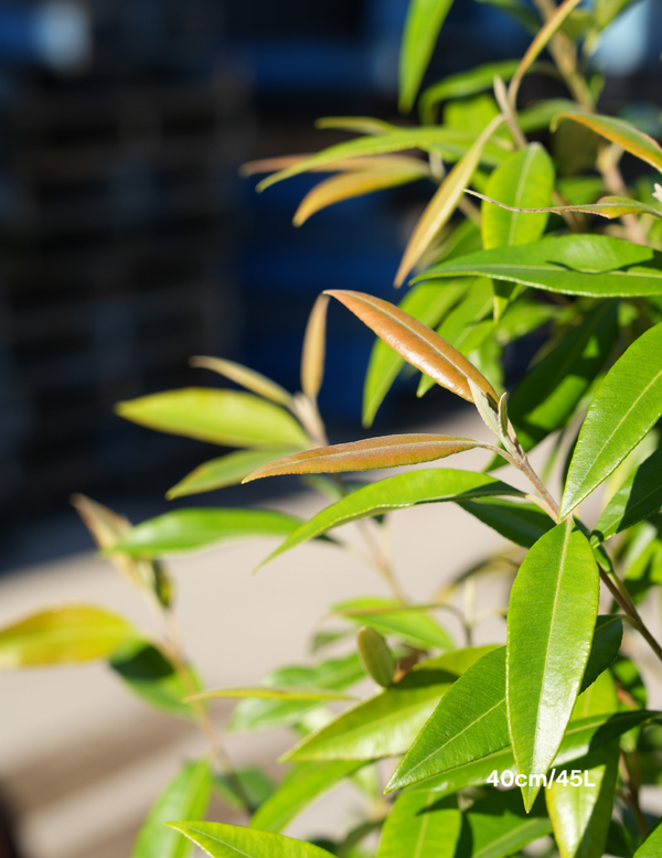 Backhousia citriodora – Lemon Myrtle | Evergreen Feature Tree with ...