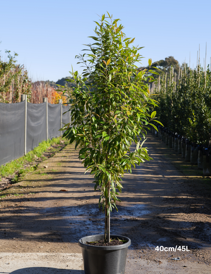 Backhousia citriodora – Lemon Myrtle | Evergreen Feature Tree with ...