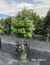 Australian Native Trees for Sale - Evergreen Trees Direct