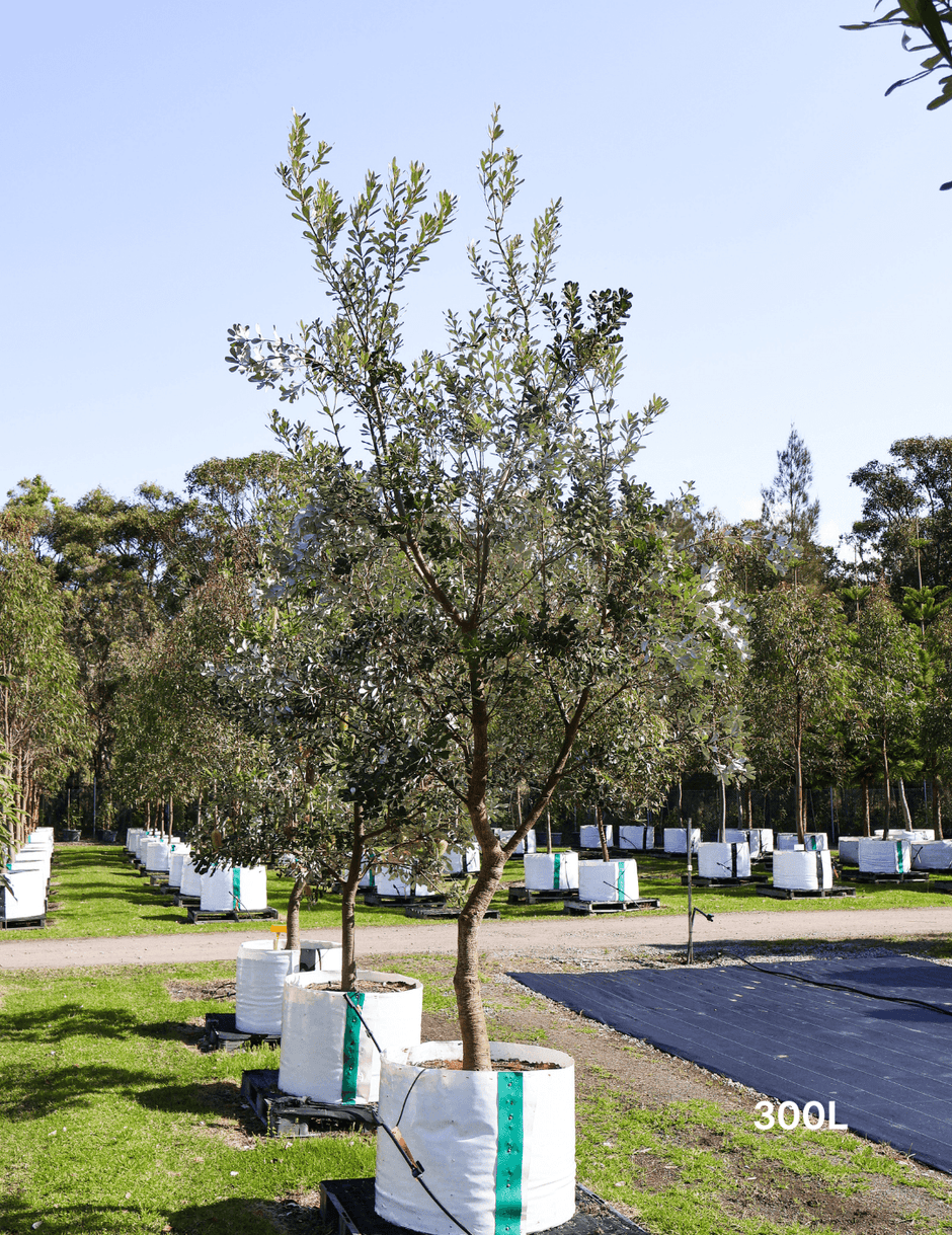 Australian Native Trees for Sale - Evergreen Trees Direct
