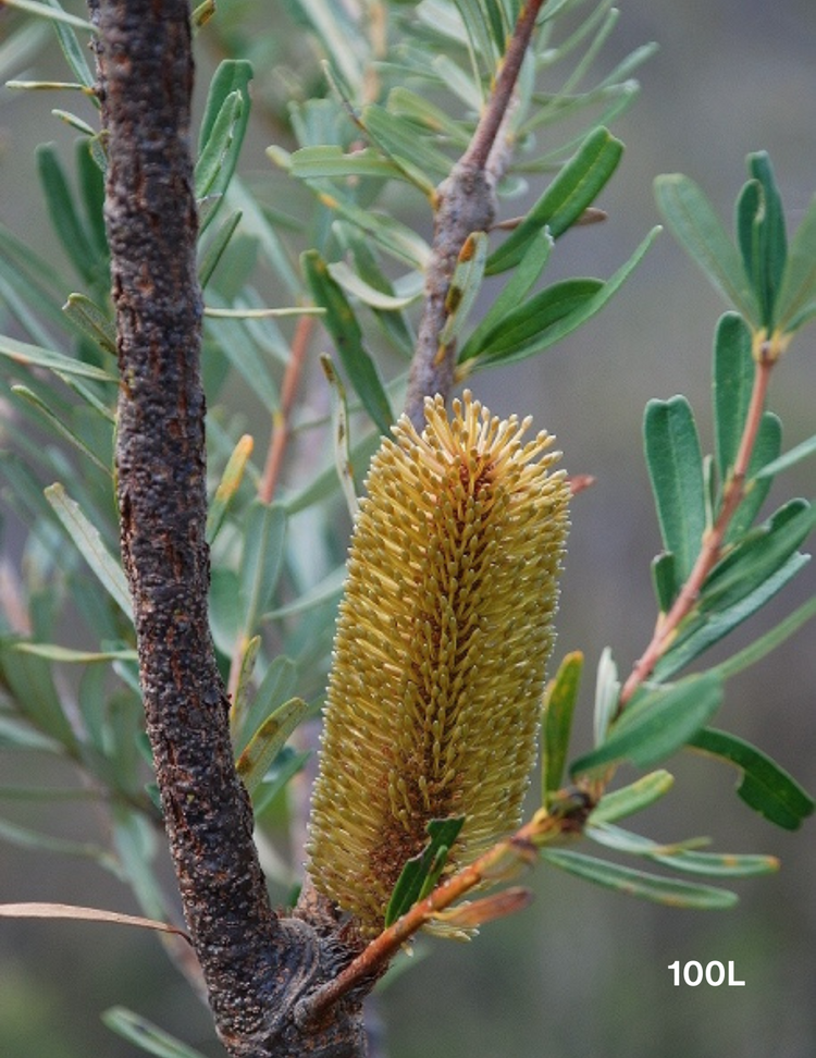 Banksia Marginata - Evergreen Trees Direct