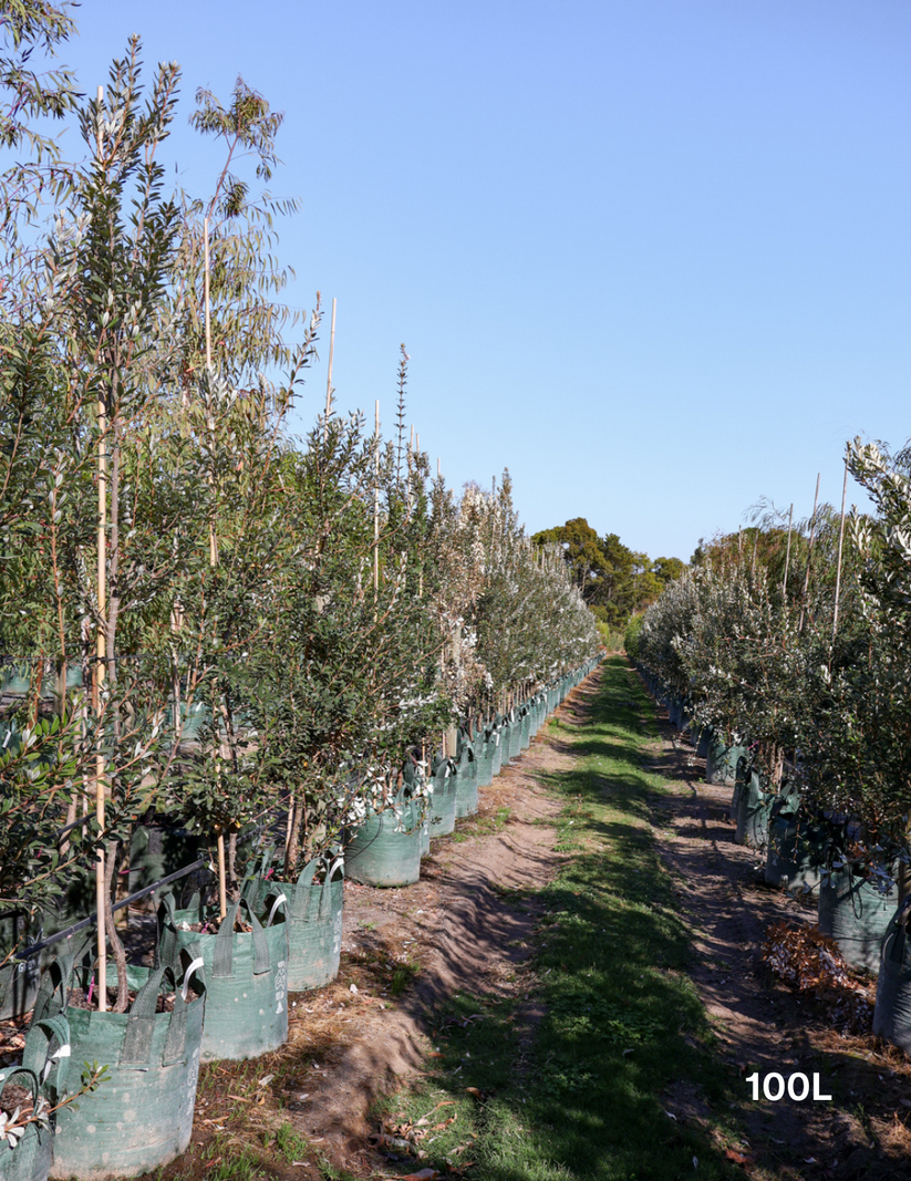 Banksia integrifolia 'Sentinel' - Evergreen Trees Direct