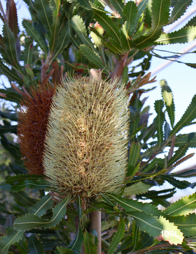 Banksia Serrata - Evergreen Trees Direct