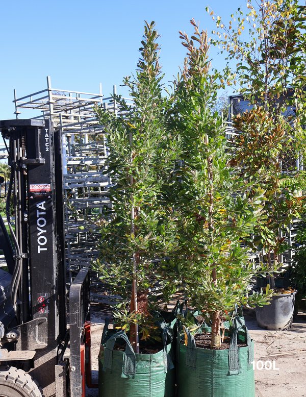 Banksia Serrata - Evergreen Trees Direct