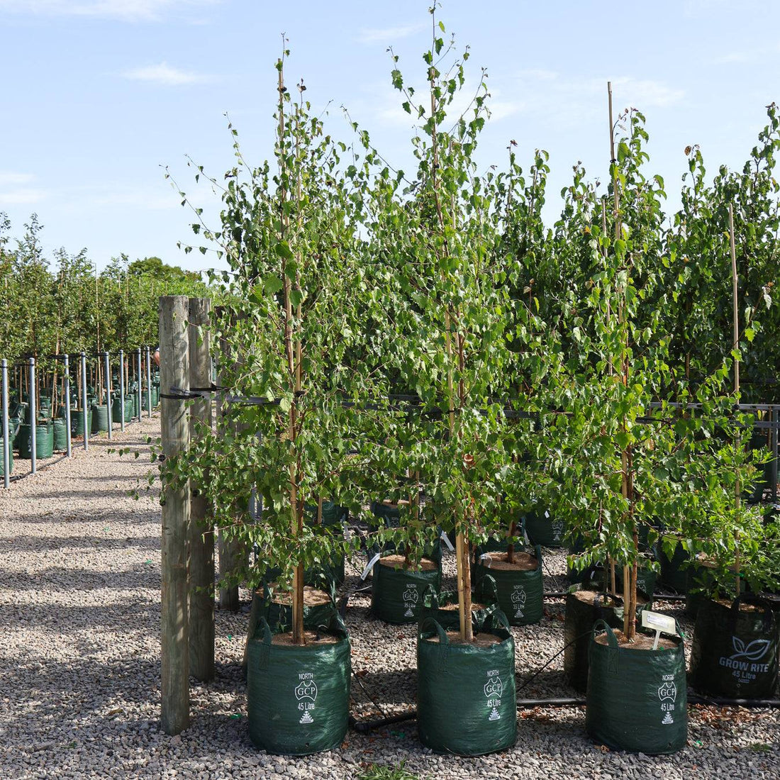 Fast Growing Trees - Evergreen Trees Direct