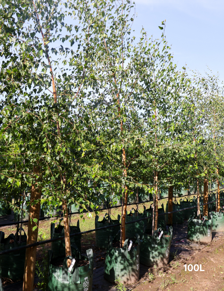 Silver Birch Trees For Sale - Evergreen Trees Direct