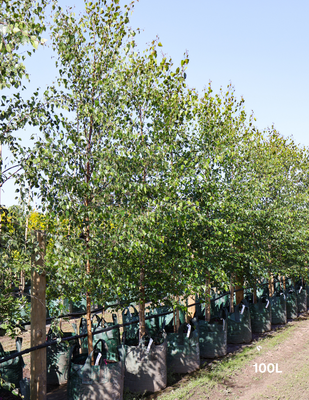 Silver Birch Trees For Sale - Evergreen Trees Direct