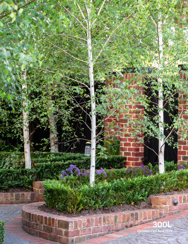 Betula Pendula 'Moss White' (Silver Birch) - Evergreen Trees Direct