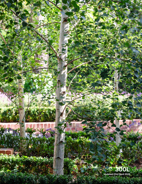 Betula Pendula 'Moss White' (Silver Birch) - Evergreen Trees Direct