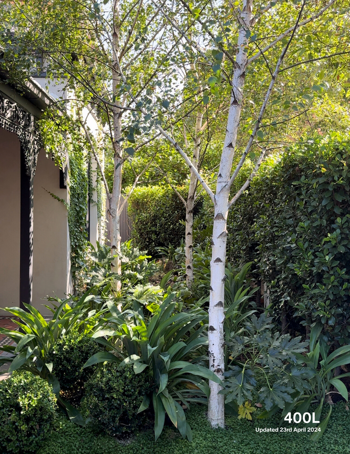 Betula Pendula 'Moss White' (Silver Birch) - Evergreen Trees Direct