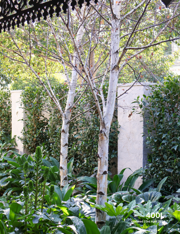 Betula Pendula 'Moss White' (Silver Birch) - Evergreen Trees Direct