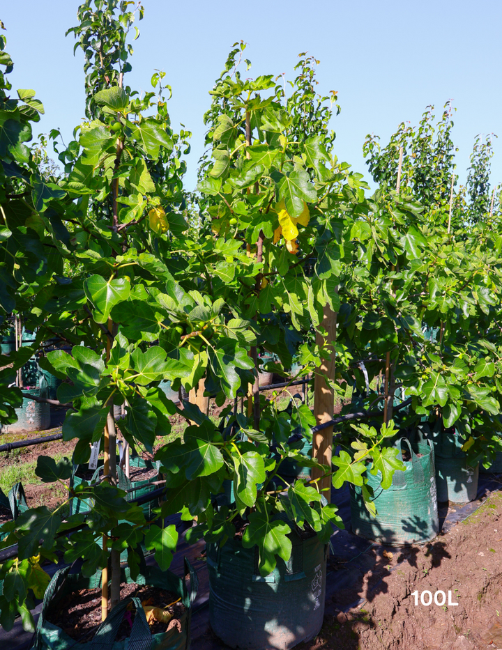 Ficus Variety - Evergreen Trees Direct