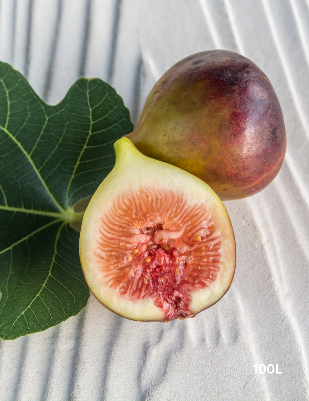 Ficus carica 'Black Genoa' Fig 40cm - Evergreen Trees Direct