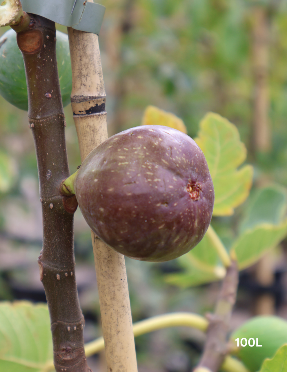 Ficus carica 'Black Genoa' Fig 40cm - Evergreen Trees Direct