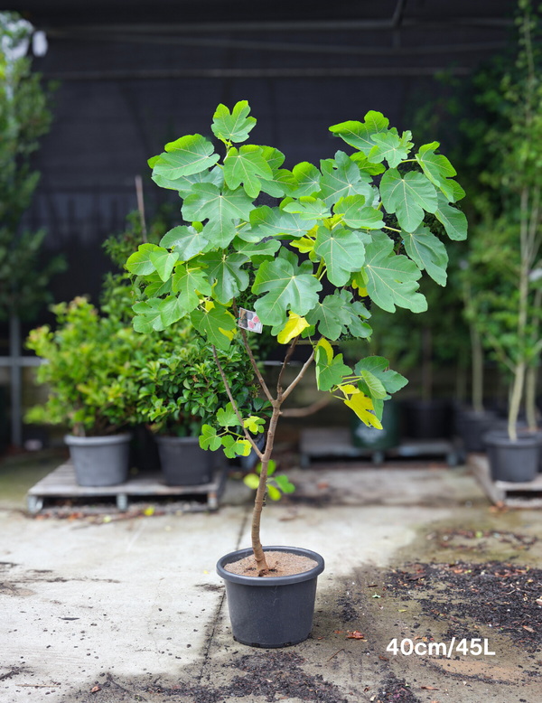 Ficus carica 'Black Genoa' Fig 40cm - Evergreen Trees Direct
