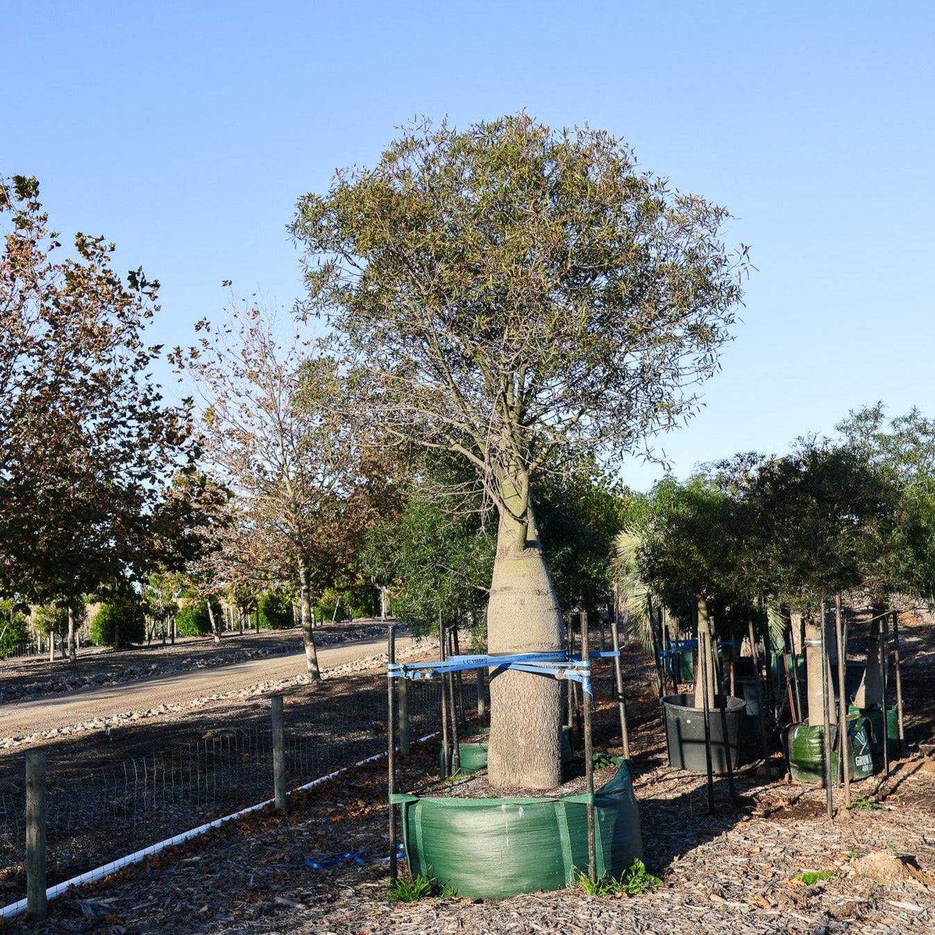 Super Advanced Trees - Evergreen Trees Direct