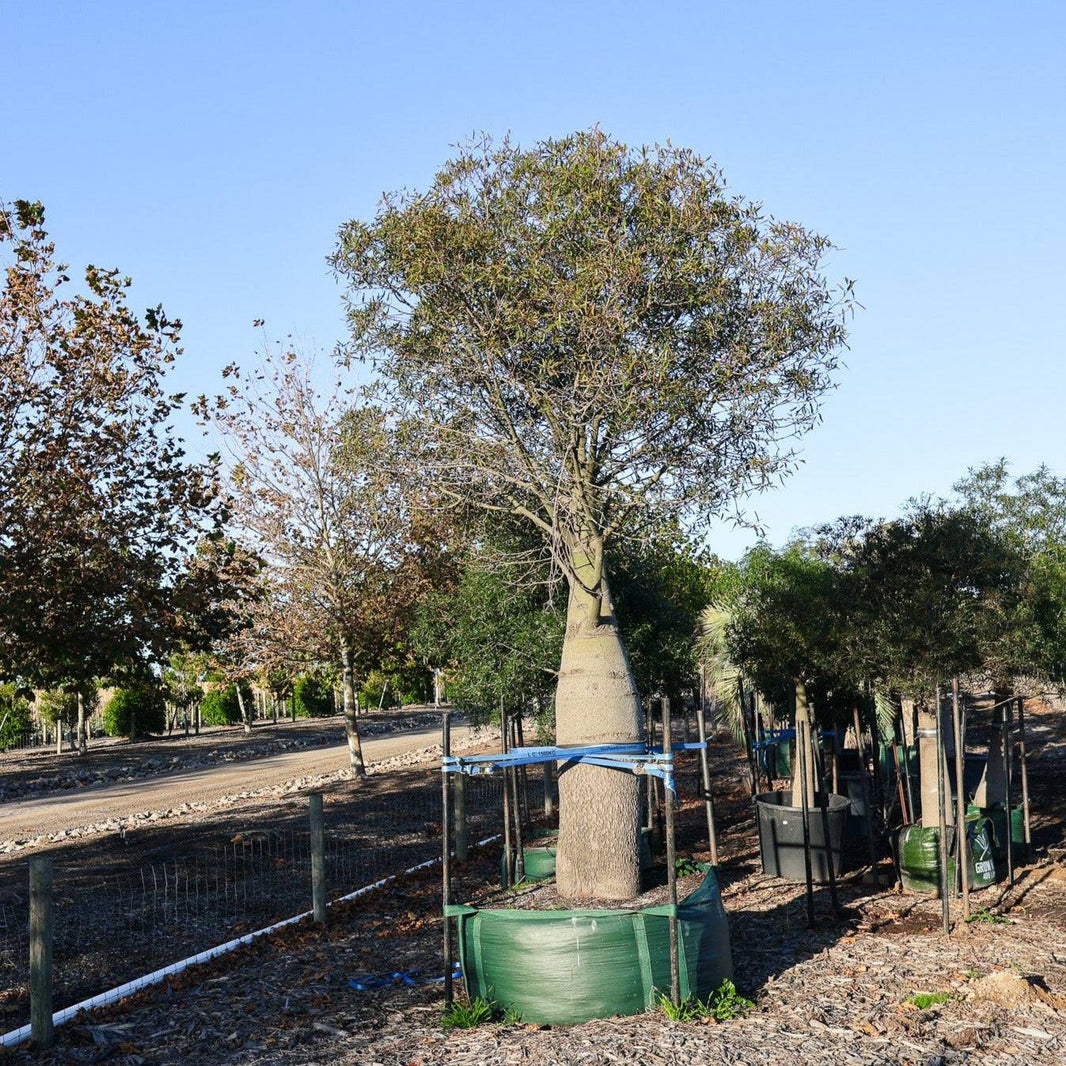 Super Advanced Trees - Evergreen Trees Direct