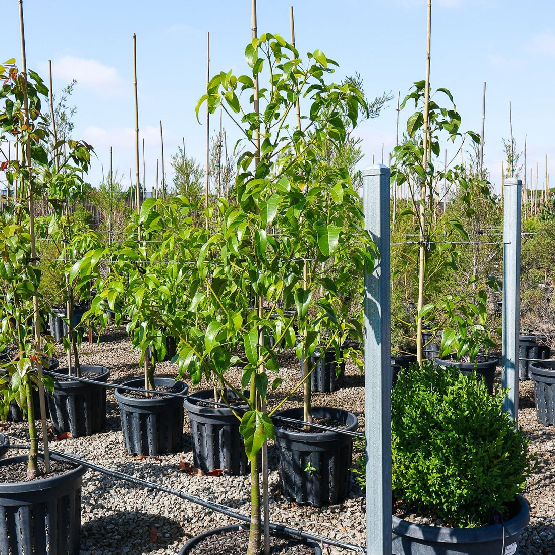 Brachychiton populneus x acerifolius 'Bella Donna' - Evergreen Trees Direct