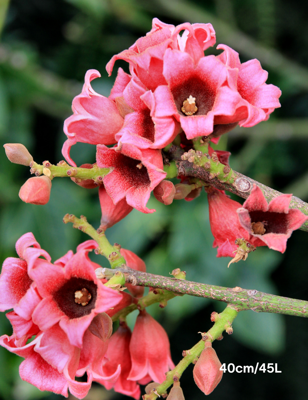 Brachychiton populneus x discolor 'Griffiths Pink' - Evergreen Trees Direct