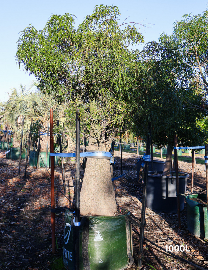 Brachychiton rupestris (Bottle Tree) - Evergreen Trees Direct