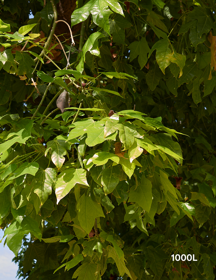 Brachychiton rupestris (Bottle Tree) - Evergreen Trees Direct