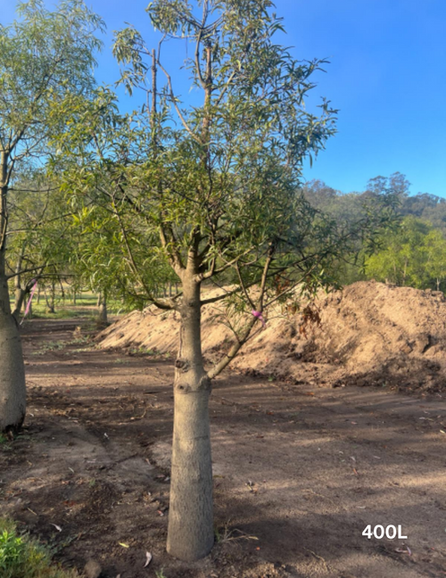 Brachychiton rupestris (Bottle Tree) - Evergreen Trees Direct