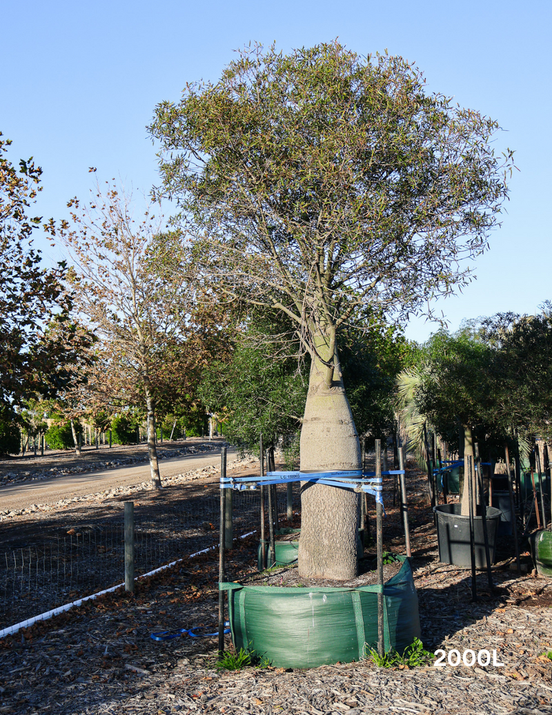 Brachychiton rupestris (Bottle Tree) - Evergreen Trees Direct