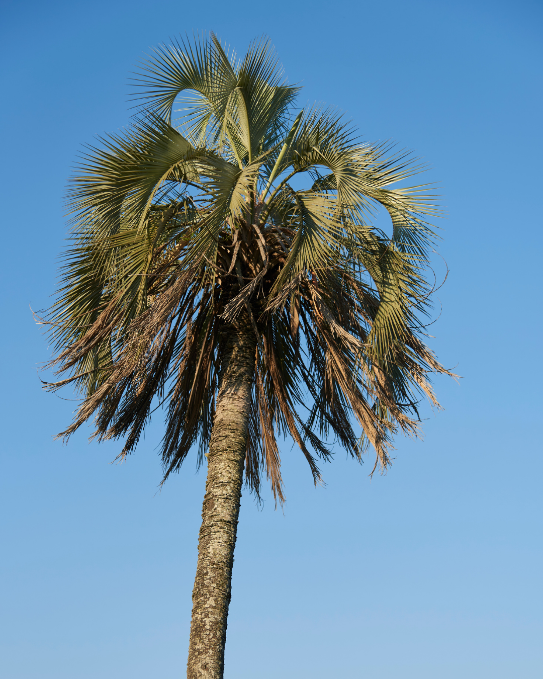 Butia capitata – Jelly Palm | Hardy Feature Palm