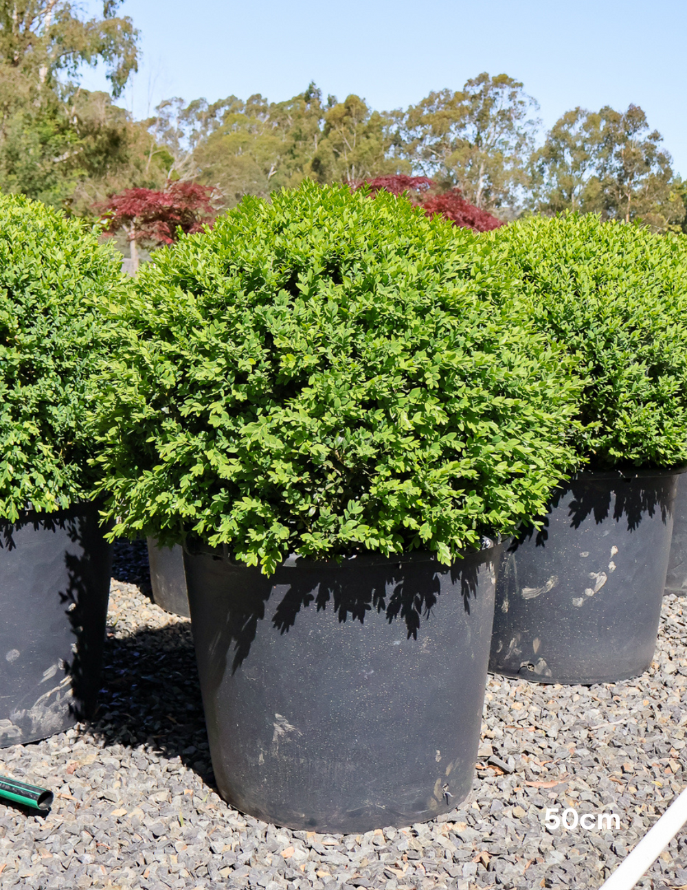 Topiary Trees - Evergreen Trees Direct
