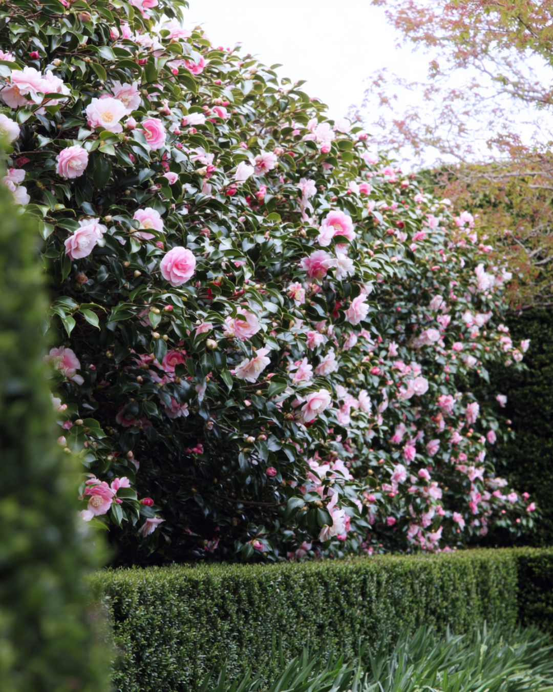 Camellia sasanqua 'Paradise Blush' - Evergreen Trees Direct