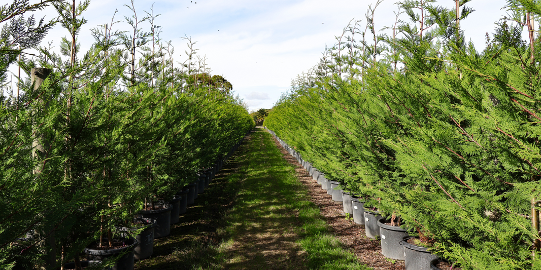 Super Advanced Trees - Evergreen Trees Direct