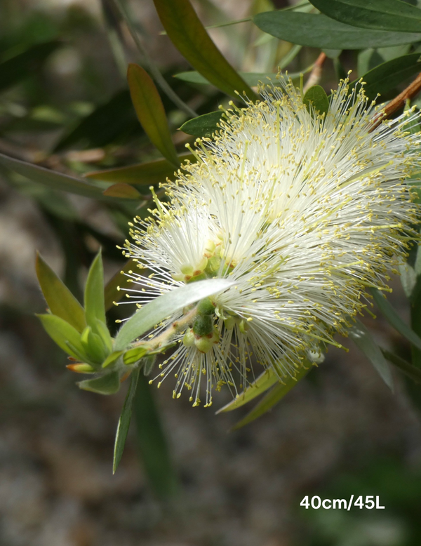 Callistemon salignus - Evergreen Trees Direct