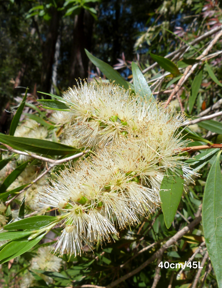 Callistemon salignus - Evergreen Trees Direct