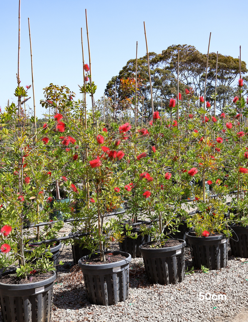 Callistemon 'Endeavour' - Evergreen Trees Direct