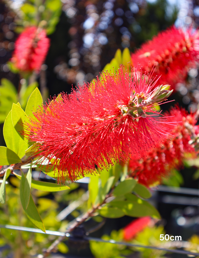 Callistemon 'Endeavour' - Evergreen Trees Direct