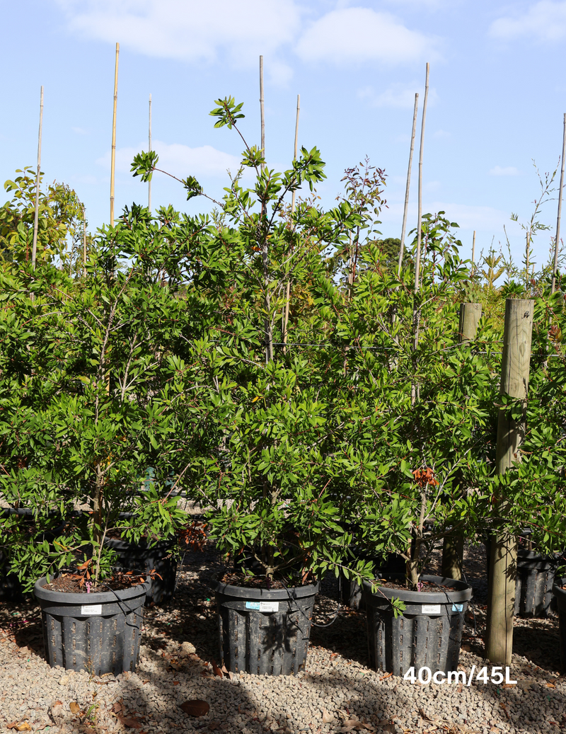 Callistemon 'Endeavour' - Evergreen Trees Direct