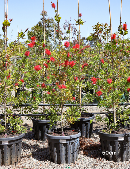 Callistemon 'Endeavour' - Evergreen Trees Direct