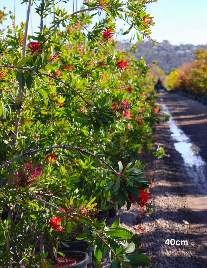 Callistemon 'Endeavour' - Evergreen Trees Direct