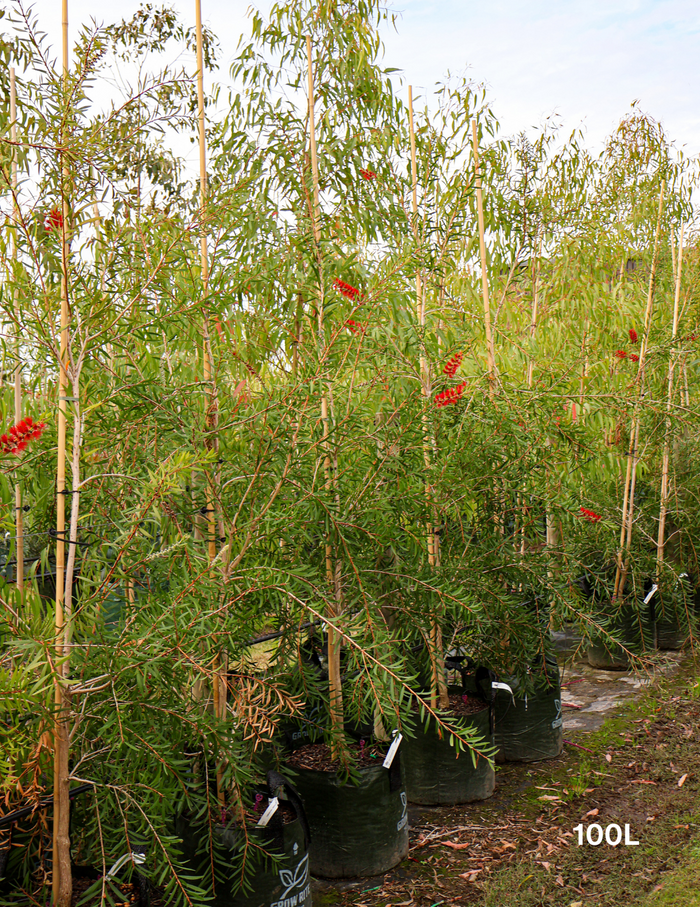 Callistemon Varieties