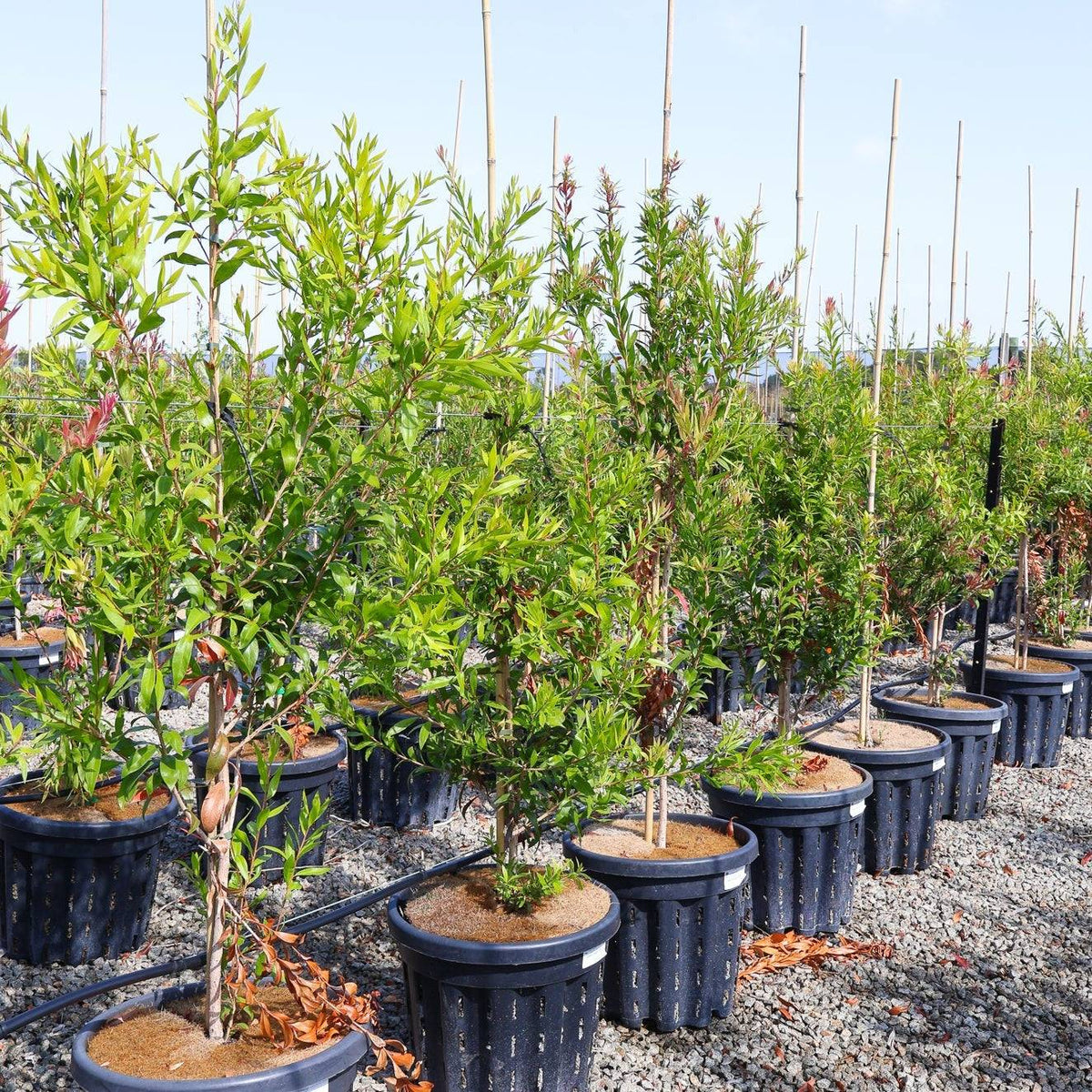 Australian Native Trees for Sale - Evergreen Trees Direct